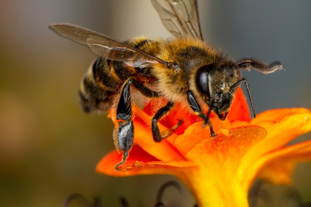 What If There Were No Bees? (Learning Undefeated) - Learning Undefeated