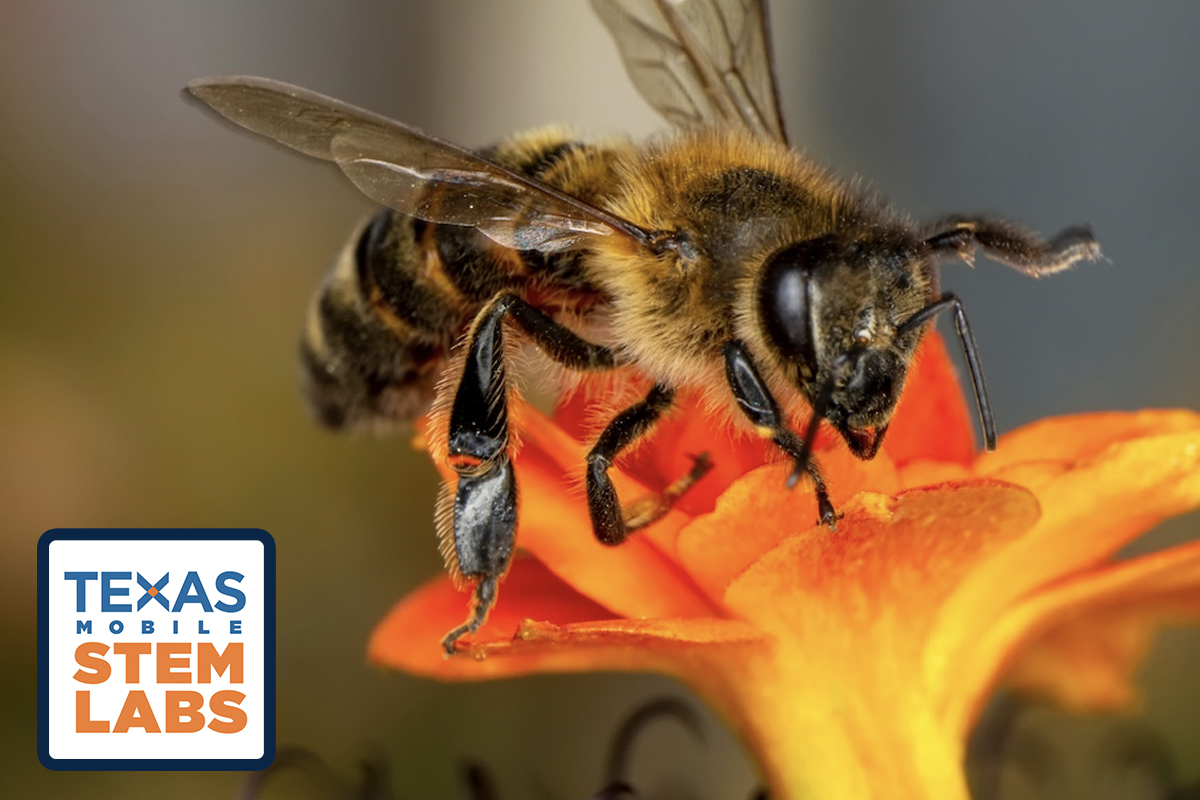 What If There Were No Bees? (TEA) - Learning Undefeated